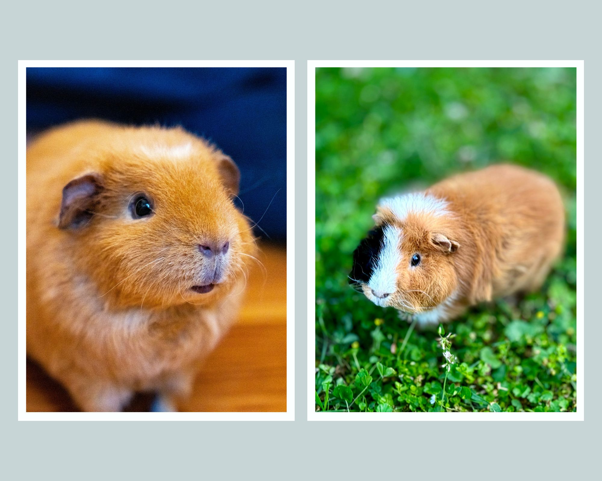 Today is Guinea Pig Appreciation Day: the science behind our furry ...