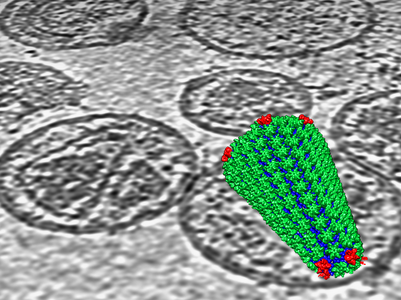 Technologies & Services – EMBL Imaging Centre