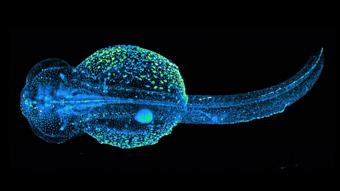 Light Microscopy Services – EMBL Imaging Centre