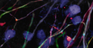 Upcoming Courses and Workshops – EMBL Imaging Centre