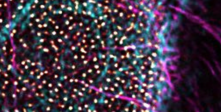 Upcoming Courses and Workshops – EMBL Imaging Centre