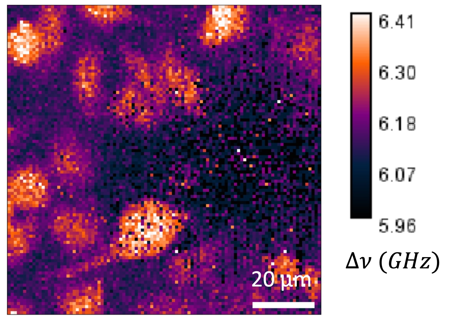 Intravital and Tissue imaging – EMBL Imaging Centre