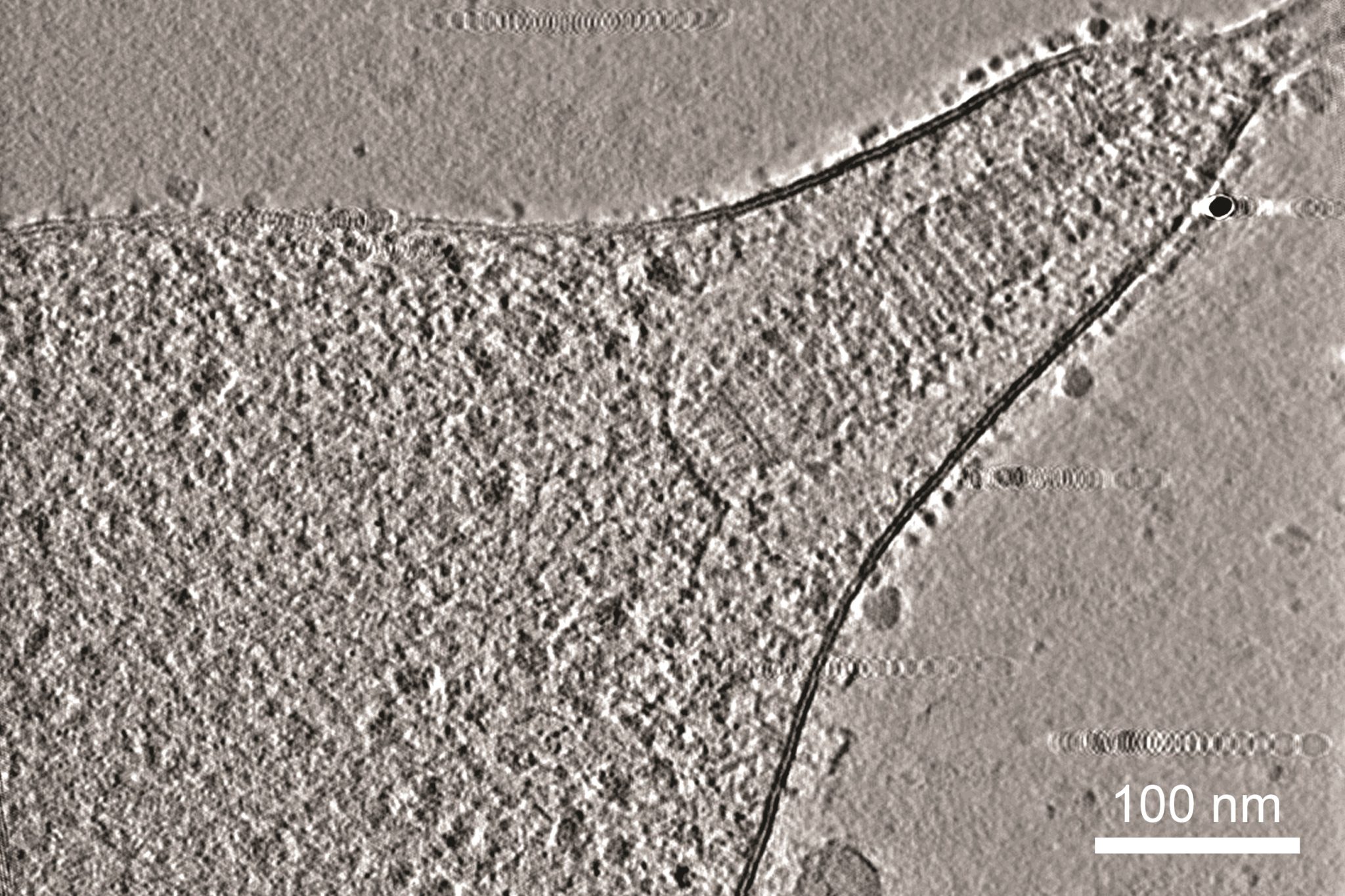 Projects – Infection Biology