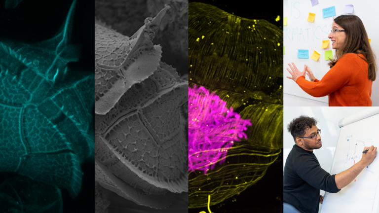 STANDFLOW – Planetary Biology