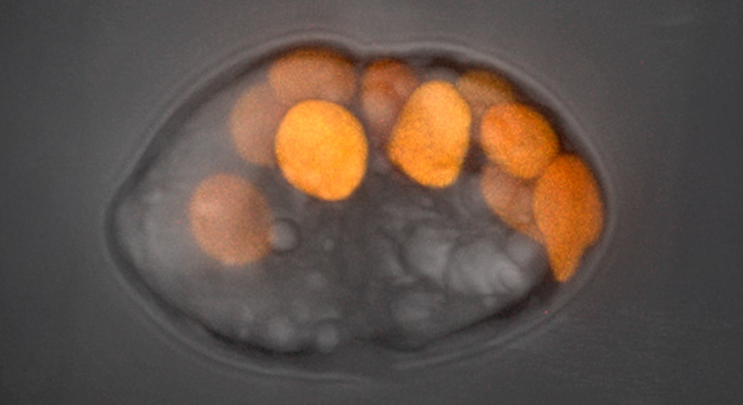 Microbial & Organismal Interactions – TREC