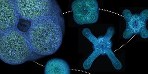 Die Welt der Molekularbiologie | EMBL.org