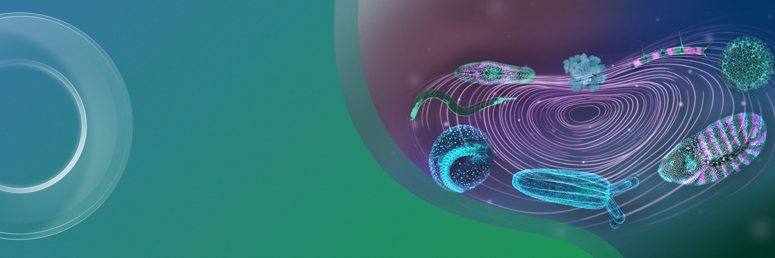 Developmental Biology | EMBL.org