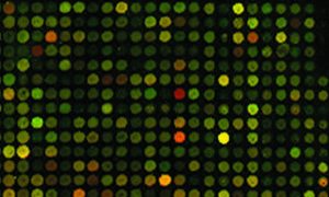 How do Microarrays work? – EMBL ELLS