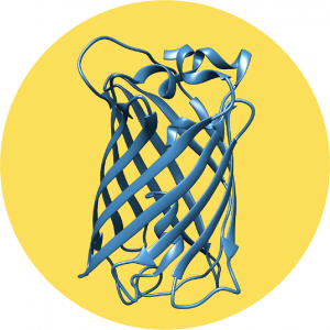 Step 5: Structure of GFP – EMBL ELLS