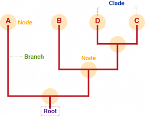 TreeTOPS – a phylogeny icebreaker game – EMBL ELLS