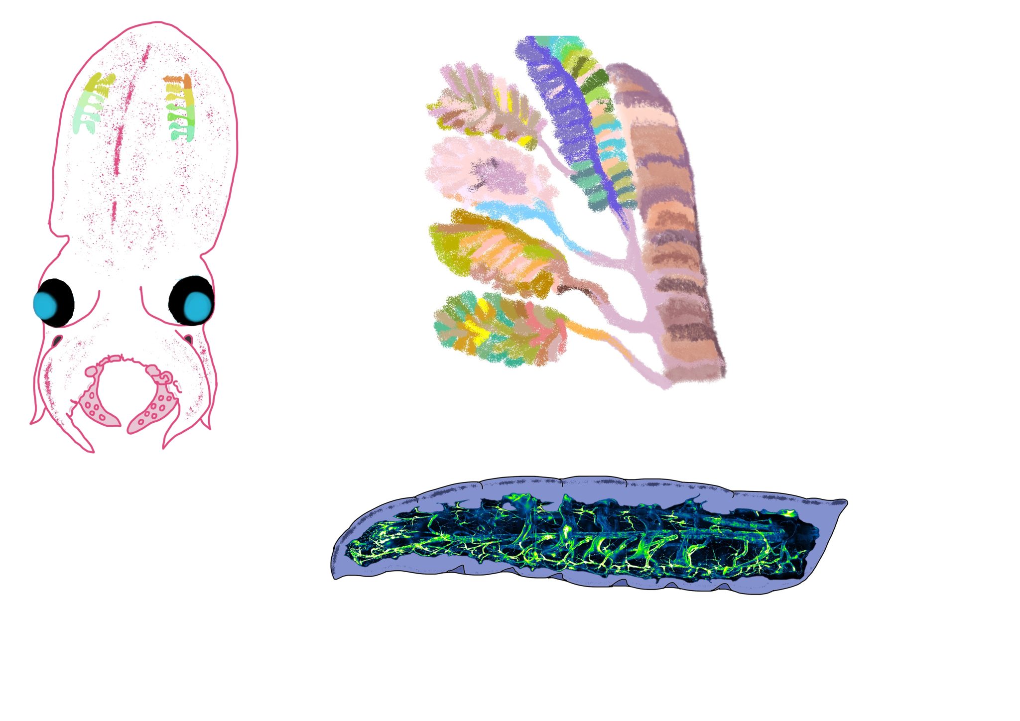 Imagine: explore mitochondria – EMBL ELLS