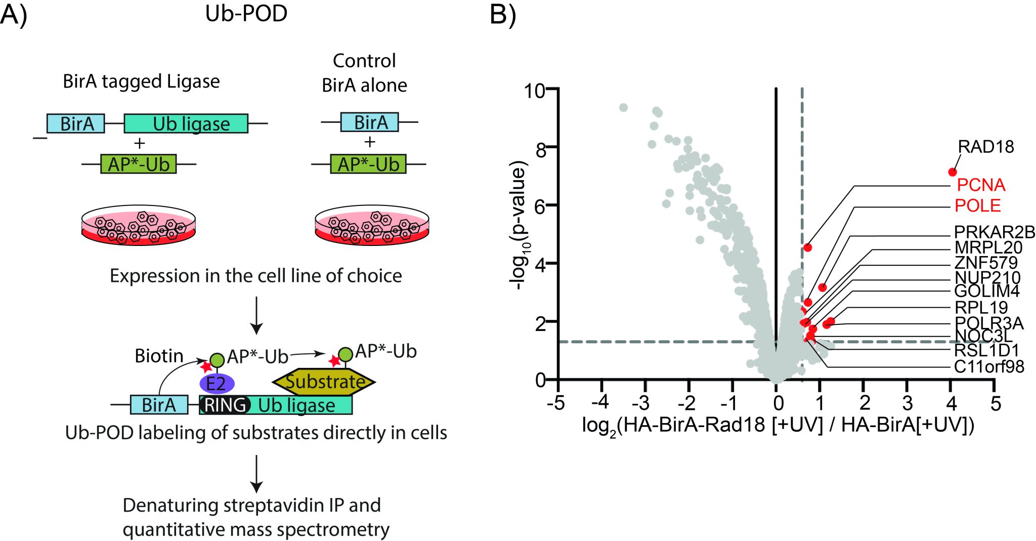 Bhogaraju Group – Structural biology of ubiquitin signalling