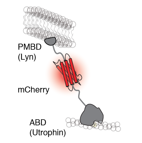 Diz-Muñoz Group – Mechanobiology at the cell surface