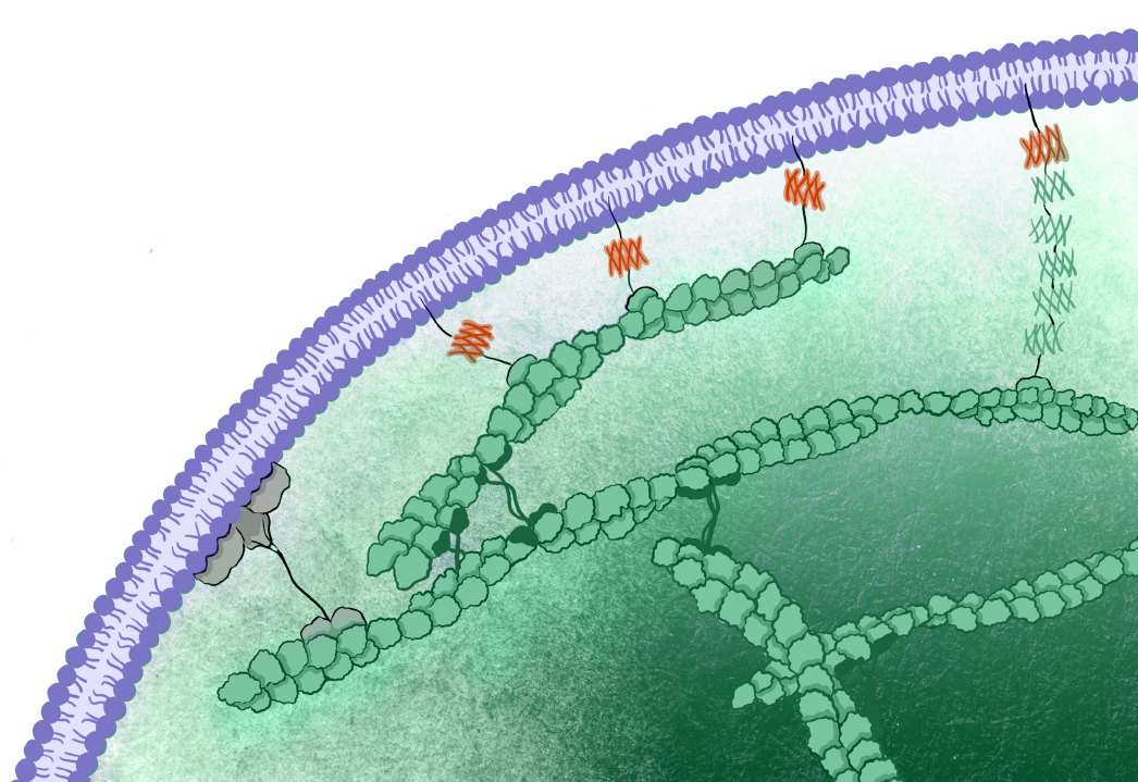 Diz-Muñoz Group – Mechanobiology at the cell surface