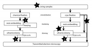 Correlative Light and Electron Microscopy (CLEM) – Electron Microscopy ...