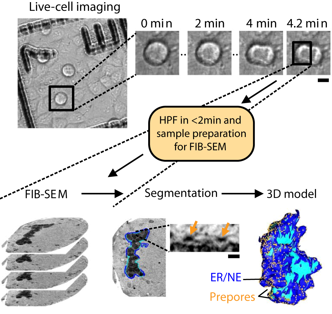 Electron Microscopy Core Facility – The facility provides advanced ...