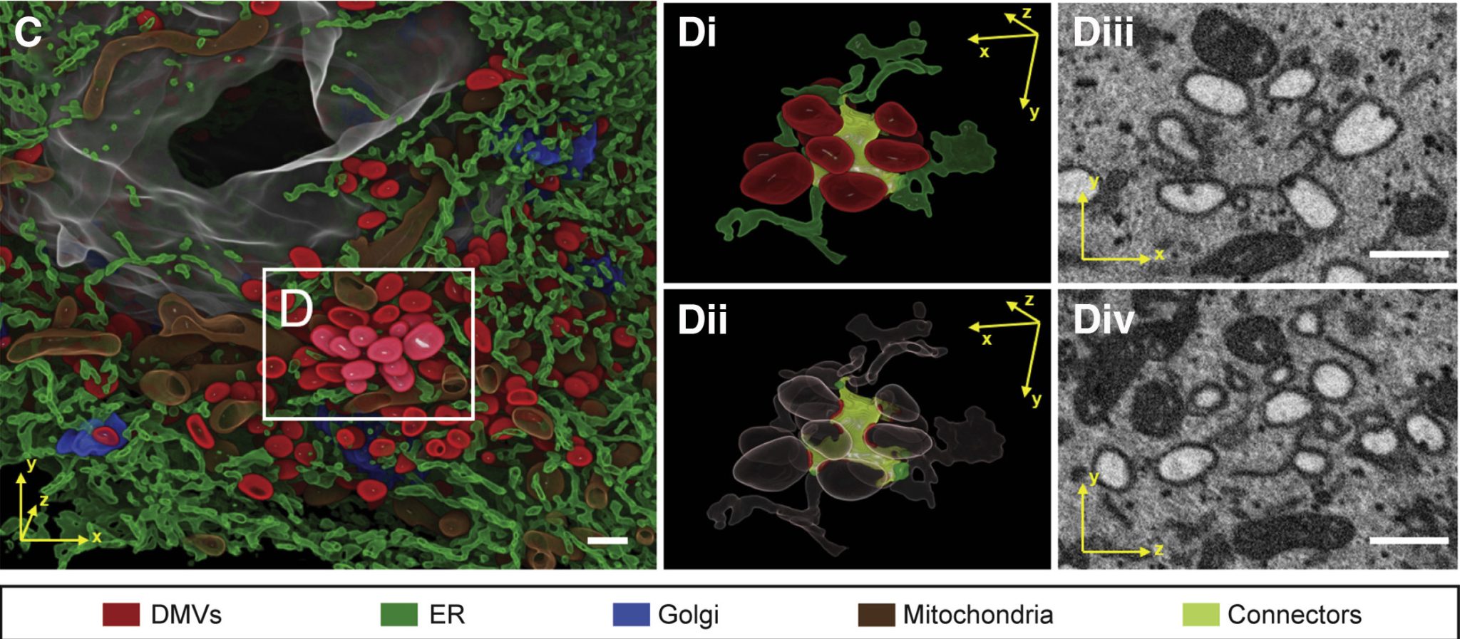 Electron Microscopy Core Facility – The facility provides advanced ...