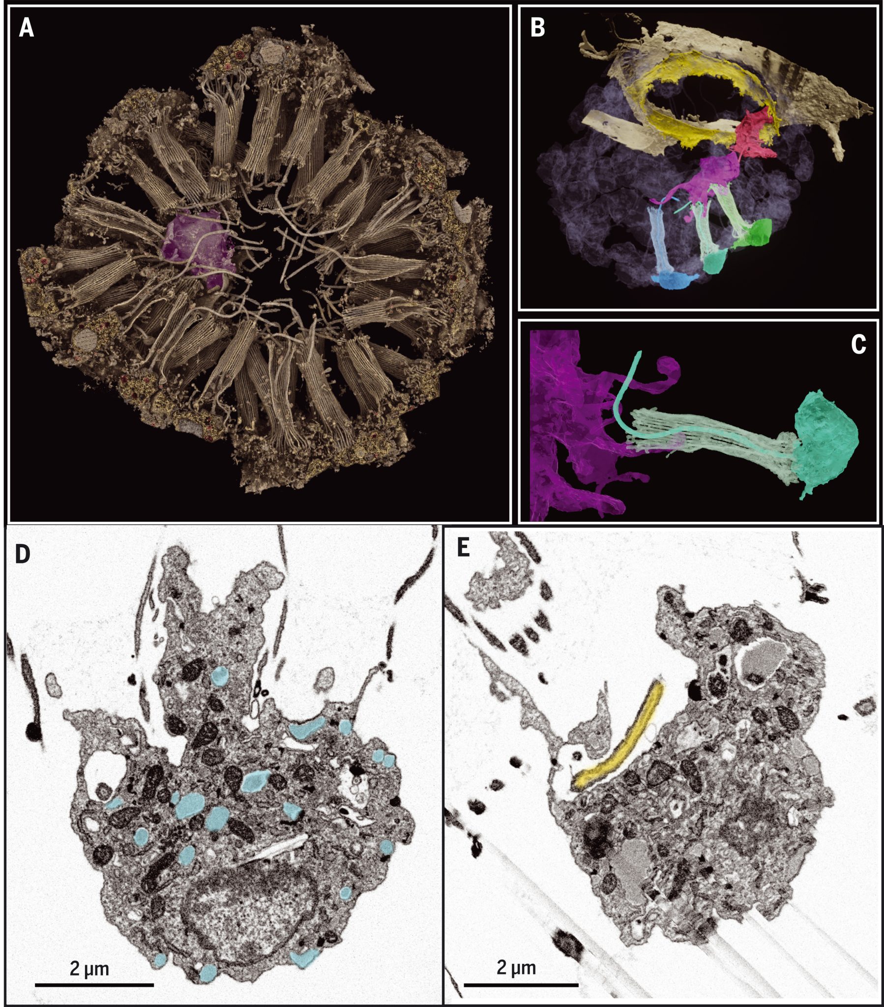 Multimodal Imaging – Electron Microscopy Core Facility