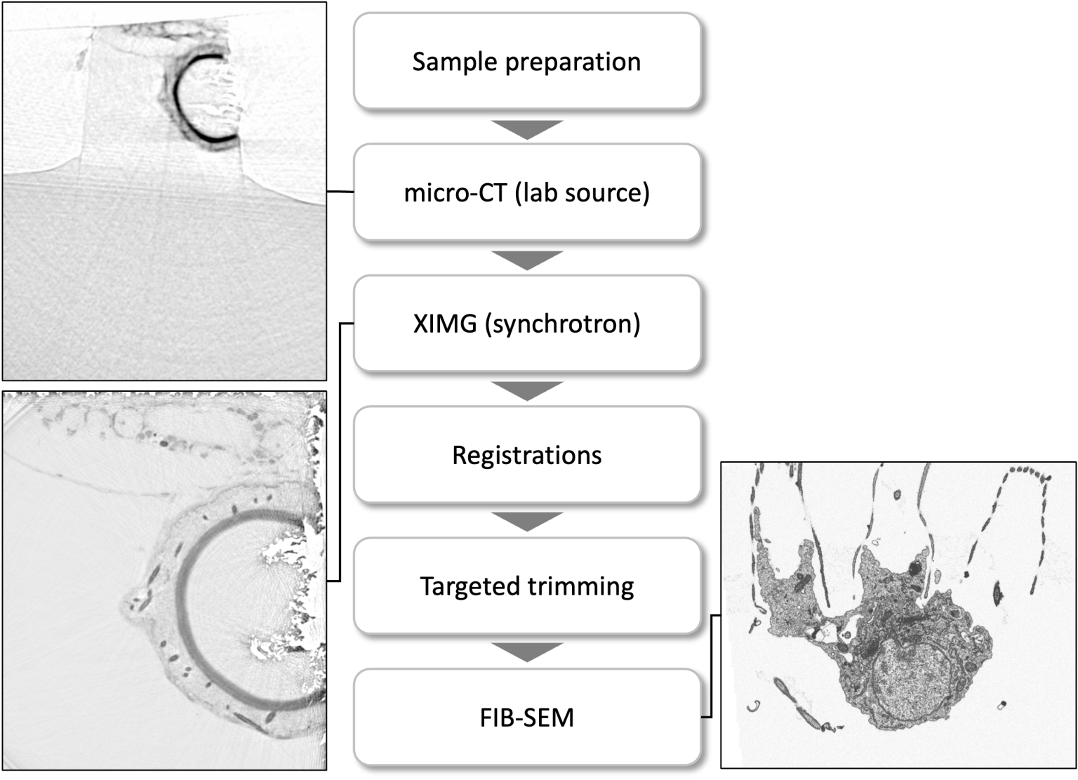 Multimodal Imaging – Electron Microscopy Core Facility