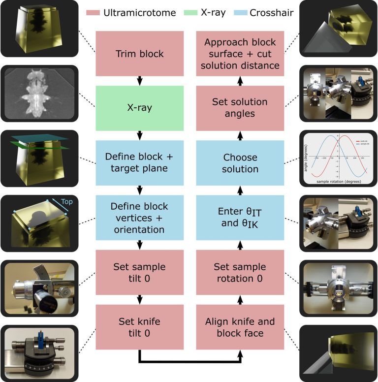 Targeted ultramicrotomy using Crosshair – Electron Microscopy Core Facility