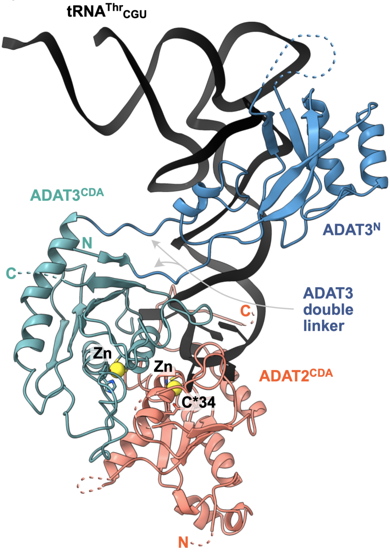 Kowalinski Group – Structural biology of macromolecular protein-RNA ...