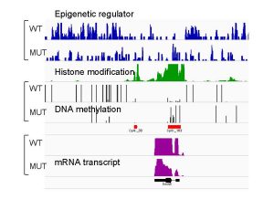 Noh Group – Epigenetic mechanisms of neurodevelopment and diseases