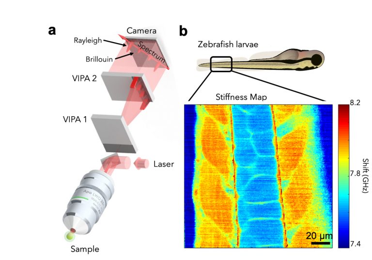 Prevedel Group – Advanced optical techniques for deep tissue microscopy