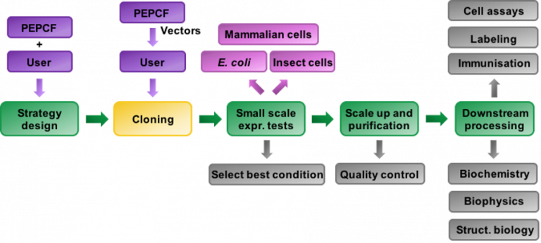 Services – Protein Expression and Purification Core Facility