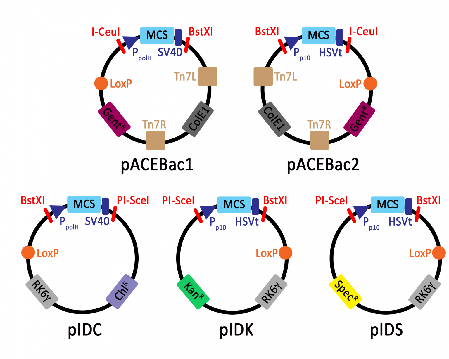 Multi-protein expression in insect cells – Protein Expression and ...