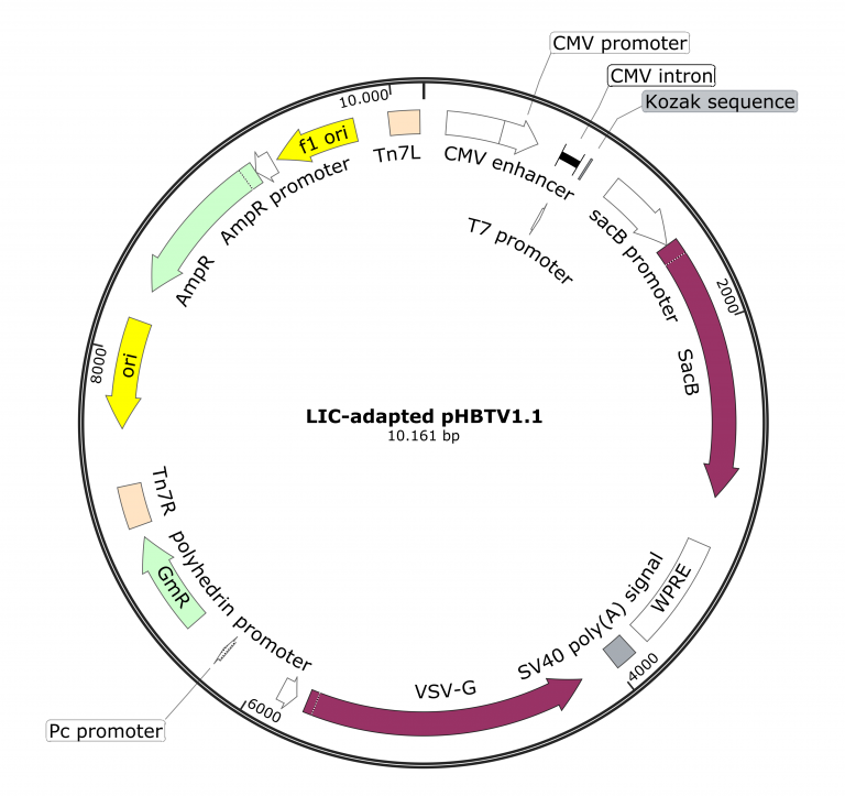 BacMam – Protein Expression and Purification Core Facility