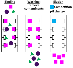 Affinity chromatography – Protein Expression and Purification Core Facility