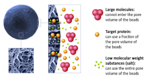 Size Exclusion Chromatography – Protein Expression and Purification ...