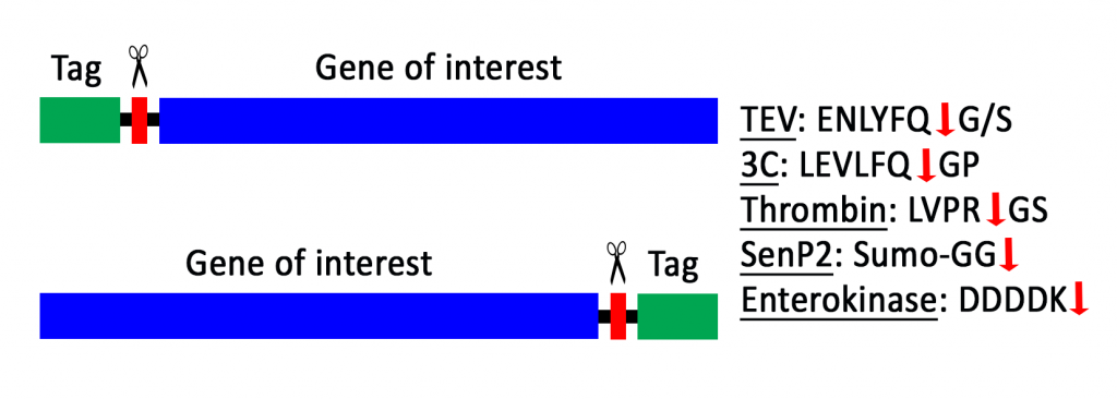 Strategy and construct design – Protein Expression and Purification ...