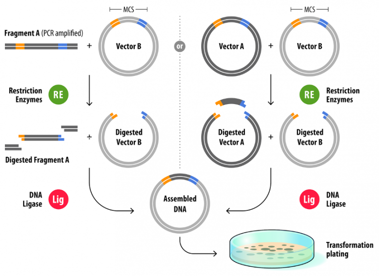 Restriction/ligation cloning – Protein Expression and Purification Core ...