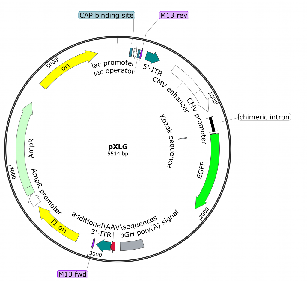 Mammalian expression vectors – Protein Expression and Purification Core Facility