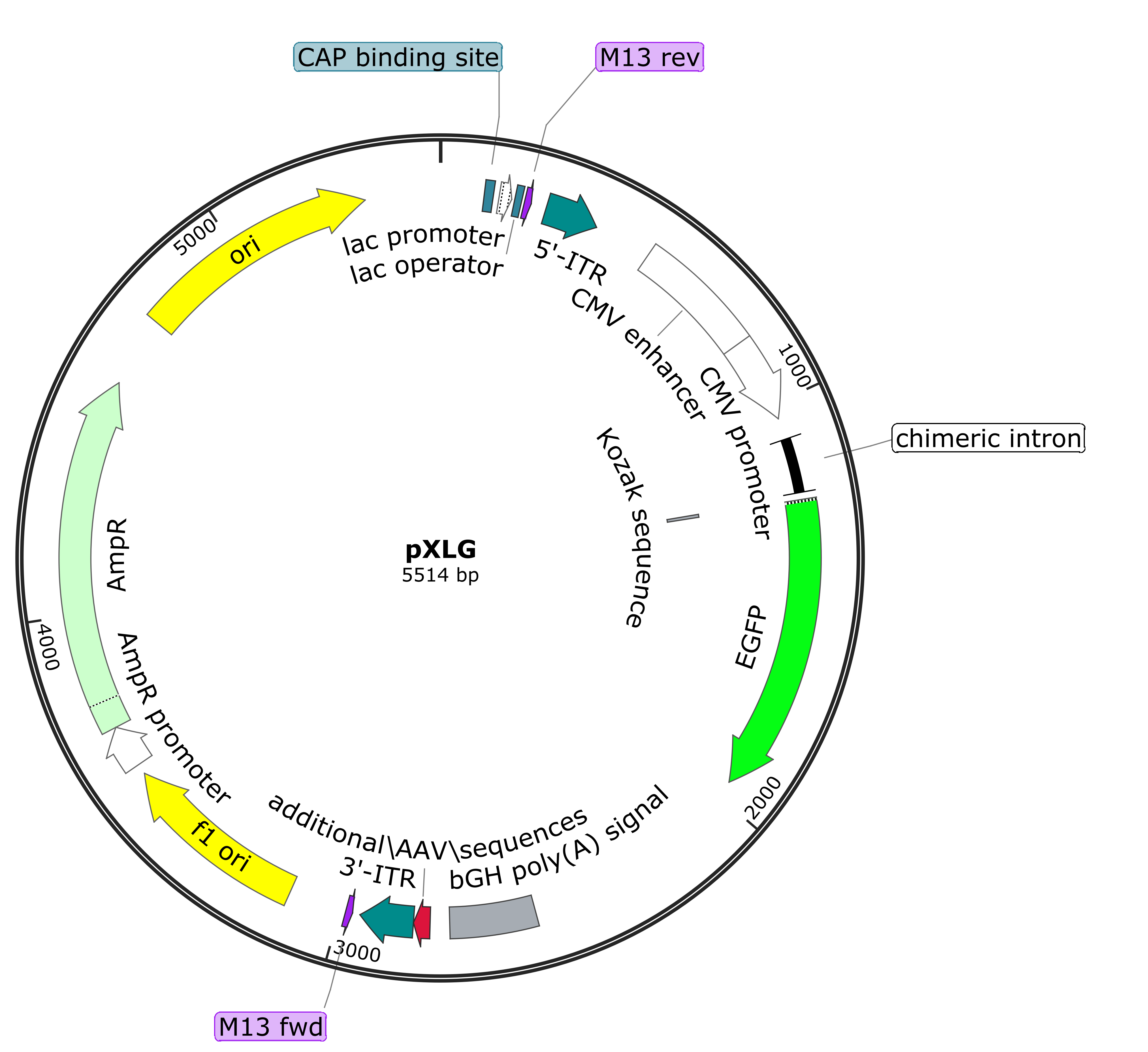 Mammalian Expression Vectors Protein Expression And Purification Core Mammalian Expression Vectors Protein Expression And Purification Core