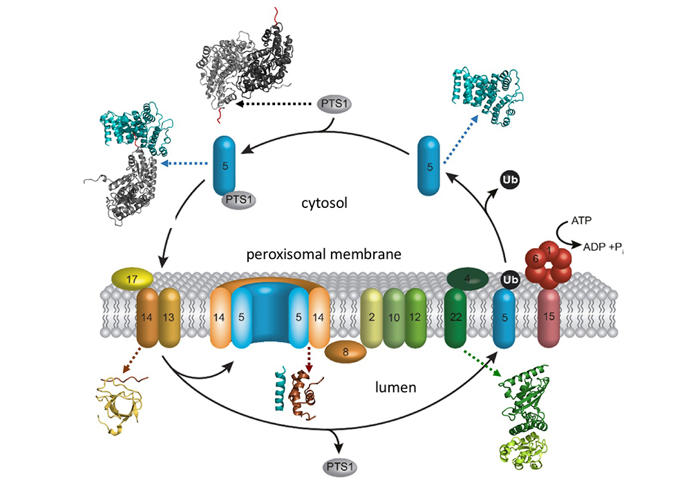 Wilmanns Group – Structure and function of molecular machinery for ...
