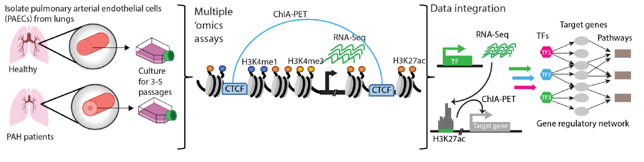 3) The PAH phenotype in pulmonary arterial endothelial cells involves a ...