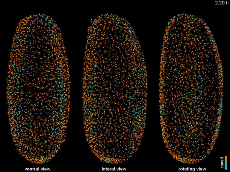 Digital Embryo gains wings | EMBL