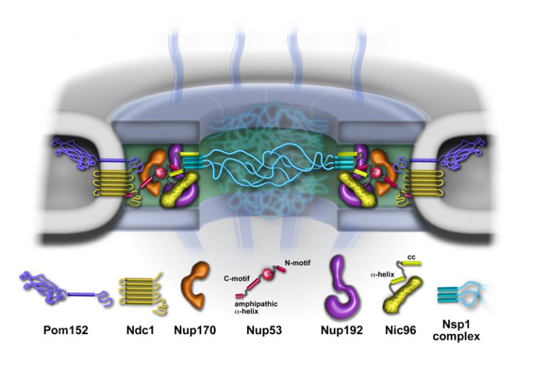 A hot species for cool structures | EMBL