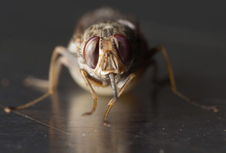 Tsetse fly genome sequenced | EMBL