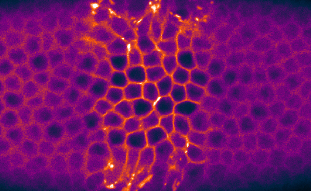 Cell control in a flash | EMBL