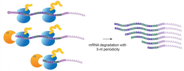 Decaying RNA molecules tell a story | EMBL