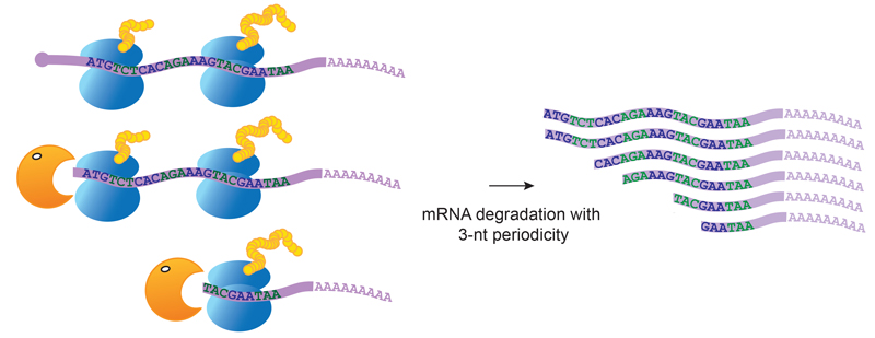 Decaying RNA molecules tell a story | EMBL