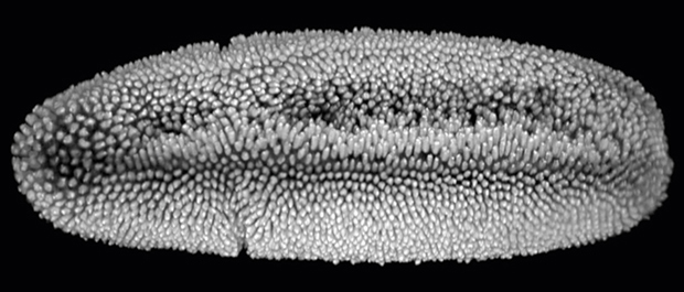 Life in perspective, an EMBL exhibition at the Heidelberg city library