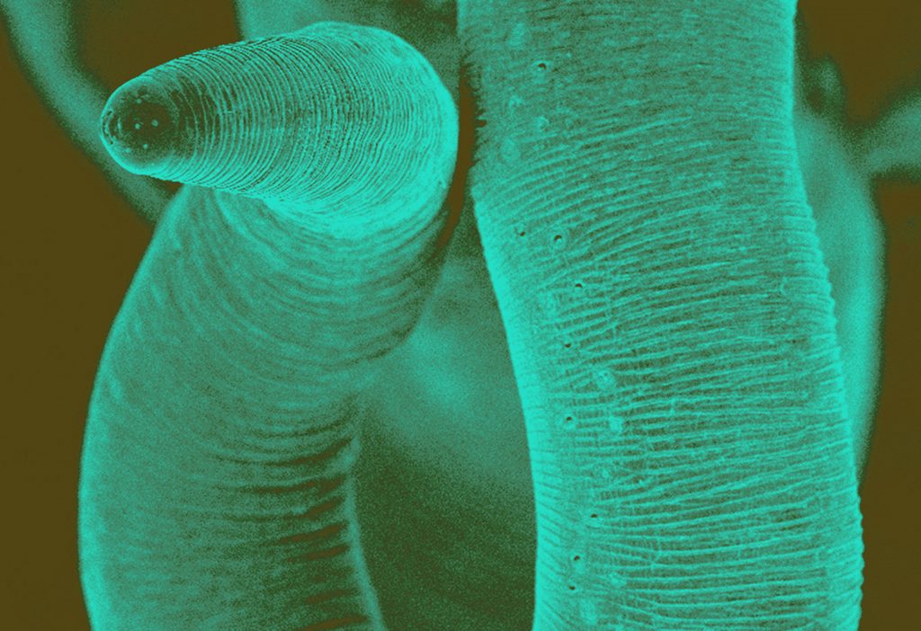 UK pupils annotate whipworm genome