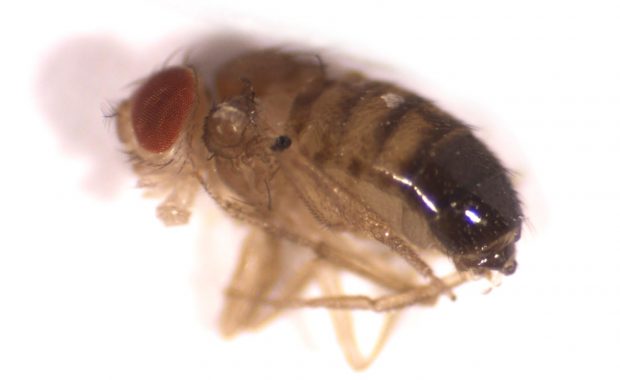 What we learned from fruit flies