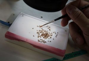 Behind the scenes in the Fly Room | EMBL