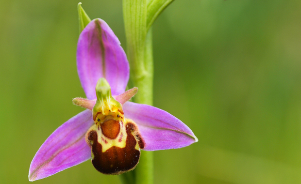 On the orchids of Darwin | EMBL