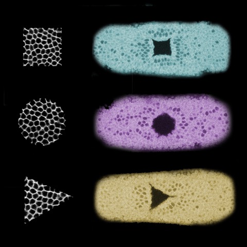 Constructing new tissue shapes with light | EMBL